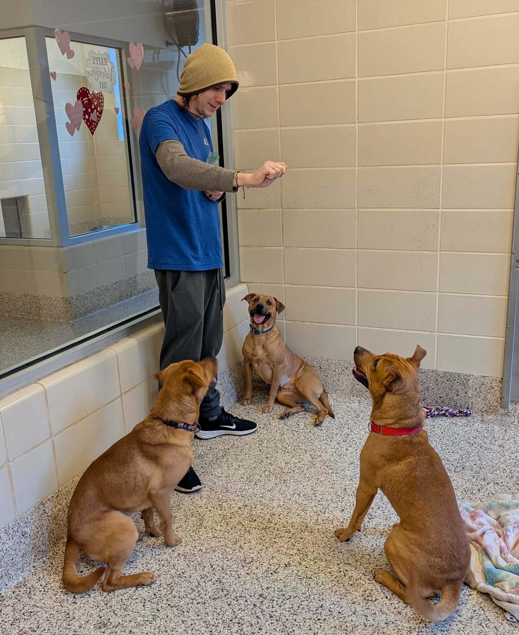 How Modern Animal Sheltering is Saving Lives, One Pet at a Time - SPCA ...