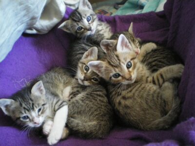 Found Kittens? Here's What to Do (and Not Do) - SPCA Albrecht