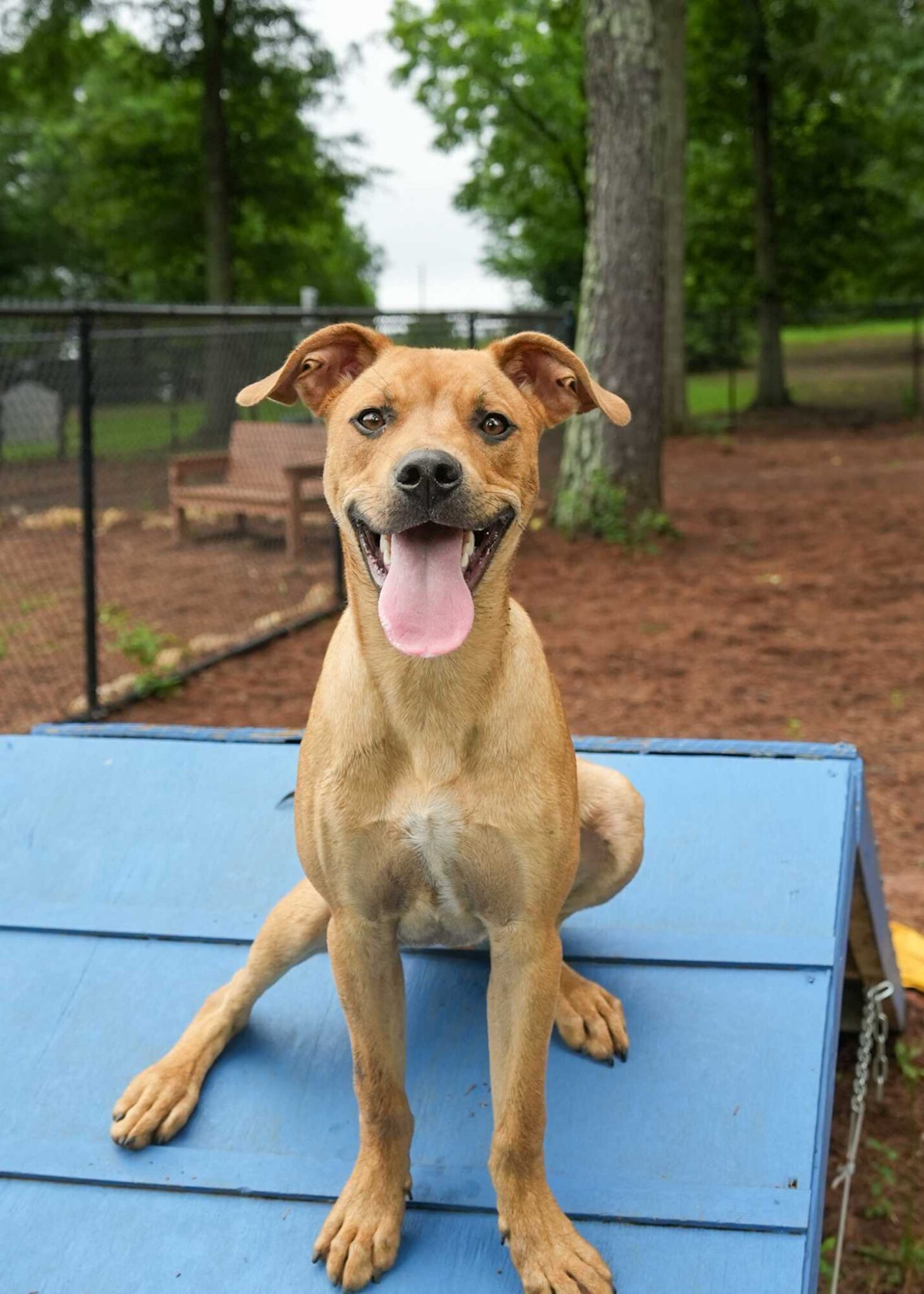 Use the 3-3-3 Rule to Ensure a Smooth Transition from Shelter to Home ...