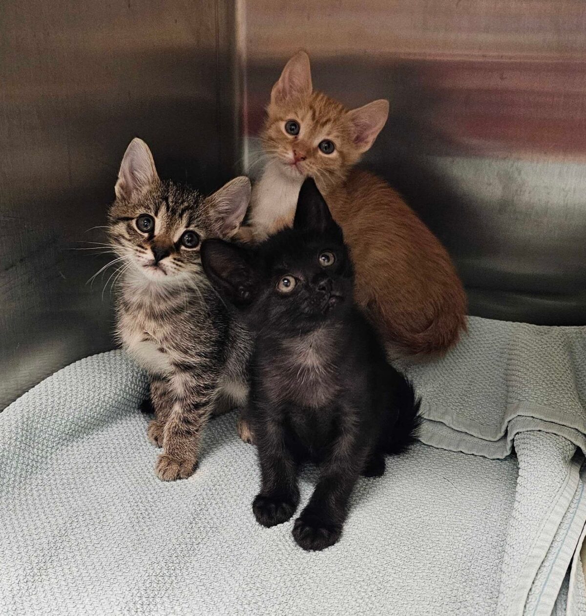 Foster - SPCA Albrecht